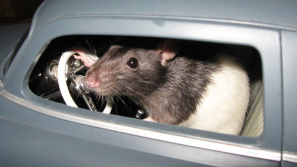 How to Protect Your Car from Rats and Other Pests? - Reflecton